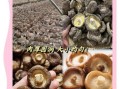 香菇批发价格多少钱一斤_如何挑选优质干香菇