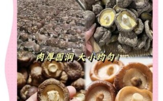 香菇批发价格多少钱一斤_如何挑选优质干香菇