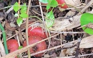 四川地瓜野生图片_如何辨别真假