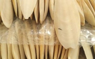 墨鱼骨怎么处理才能喂鸟_墨鱼骨喂鸟的正确方法