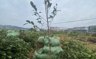 最好的油茶苗品种有哪些_高产油茶苗怎么选