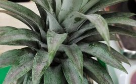 菠萝叶子能吃吗_菠萝叶子怎么养