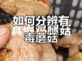 野生鸡腿菇能吃吗_如何辨别真假鸡腿菇