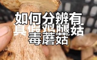 野生鸡腿菇能吃吗_如何辨别真假鸡腿菇