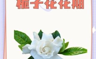 栀子花花期多久_栀子花几月开花