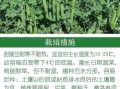 甜豌豆怎么种_甜豌豆几月播种最好