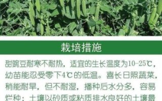 甜豌豆怎么种_甜豌豆几月播种最好