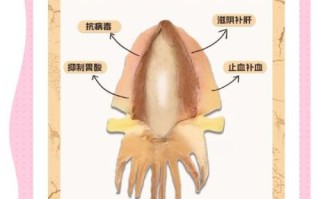 墨鱼哪些部位不能吃_墨鱼内脏图解