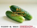 黄瓜的英文怎么读_cucumber发音技巧