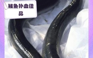 鳗鱼热量高吗_减肥能吃鳗鱼吗