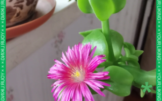 穿心莲去心火还是肝火_穿心莲清火真相