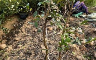 油茶种植前景如何_油茶高产栽培技术有哪些