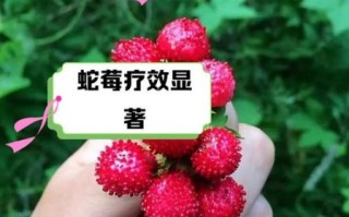 蛇莓的功效与作用_蛇莓可以吃吗