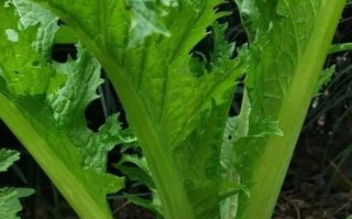 芥菜长什么样子_芥菜图片特征