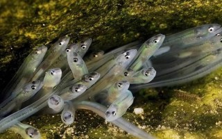 鳗鱼怎么繁殖_鳗鱼繁殖全过程