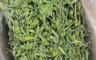 苜蓿干草怎么保存_苜蓿干草营养价值有哪些