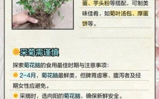 菊花脑的功效与作用_菊花脑怎么吃