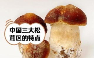 十大名贵菌类有哪些_如何辨别真假松茸