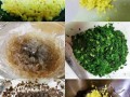 荠菜水饺馅怎么做_荠菜饺子馅的调制技巧