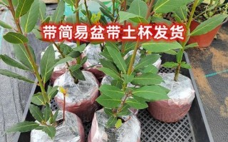 香叶树苗怎么种_香叶树苗价格多少钱一棵