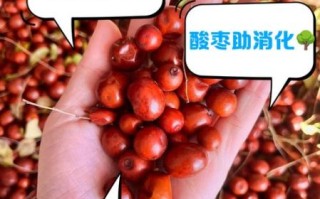 酸枣图片怎么拍好看_酸枣的功效与作用有哪些