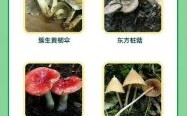 北方农村常见野生蘑菇能吃吗_怎么分辨有毒