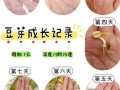 豆芽怎么发_家庭豆芽发芽方法