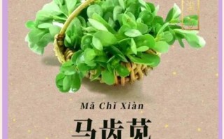 马齿苋去湿疹副作用_马齿苋治湿疹安全吗