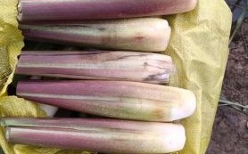 茭白又叫什么名字_茭白别名有哪些