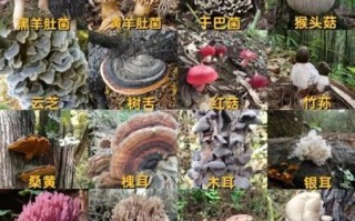 野生菌品种大全图片_哪些野生菌能吃