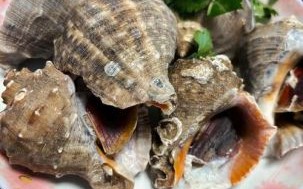 海螺开锅蒸几分钟熟_海螺蒸多久最佳口感