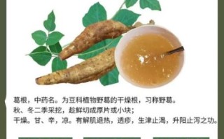 葛根粉的功效与作用禁忌_葛根粉怎么吃才健康