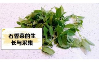 石香菜哪些人不能吃_孕妇能吃石香菜吗