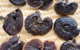 紫灵芝的功效与作用_紫灵芝怎么吃效果最好