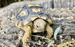 乌龟死后为什么要放三天_乌龟死了放三天有什么讲究