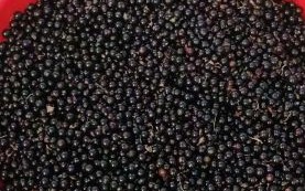 黑加仑干的功效与作用_黑加仑干一天吃多少合适