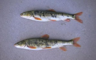 青海湟鱼是什么鱼_青海湟鱼多少钱一斤 青海湟鱼是什么鱼_青海湟鱼多少钱一斤