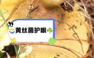 黄丝菌人工栽培技术_如何种出高产黄丝菌