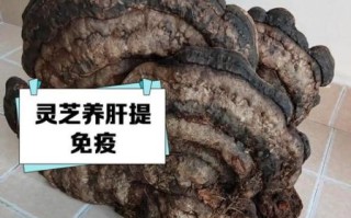 灵芝能提高性功能吗_灵芝对男性性功能真的有效吗