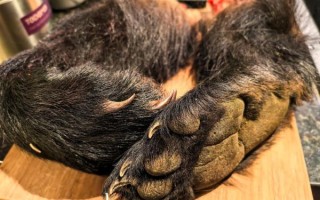 熊掌怎么做好吃_熊掌视频教学详细步骤 熊掌怎么做好吃_熊掌视频教学详细步骤