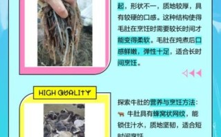 毛肚是什么东西_毛肚和牛肚有什么区别