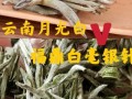 白毫银针多少钱一斤_如何辨别真假