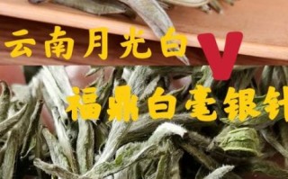 白毫银针多少钱一斤_如何辨别真假