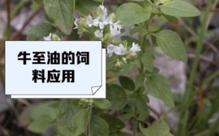 牛至油的功效与作用_牛至油怎么用效果最好
