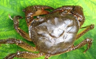 石蟹为什么那么便宜_石蟹和梭子蟹价格差在哪