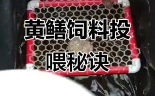 黄鳝养殖视频大全_新手如何快速入门