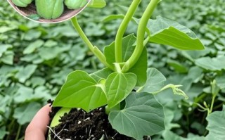 佛手瓜什么时候种最好_佛手瓜种植最佳月份