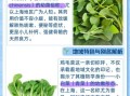鸡毛菜和油菜的区别_哪个更营养