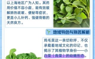 鸡毛菜和油菜的区别_哪个更营养