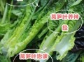 莴苣叶子的功效与作用_莴苣叶子有什么禁忌